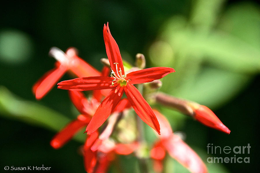 Wild Red Photograph by Susan Herber - Fine Art America
