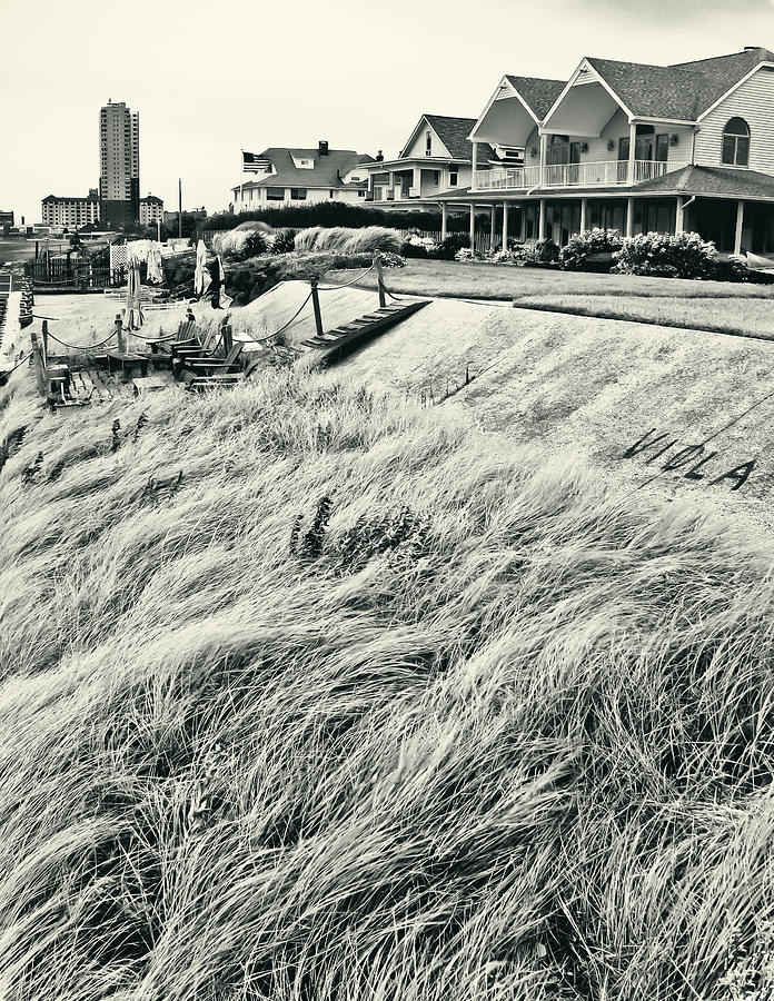 Wild Seagrass Photograph by Colleen Kammerer | Fine Art America