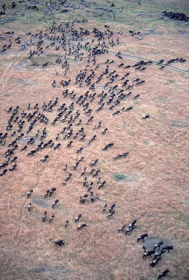 Wildebeest Migration Photograph by Phil A. Dotson - Fine Art America