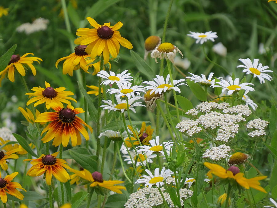 Wildflowers Photograph by Michael Noterman - Fine Art America