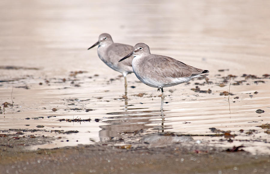 Willets Photograph by Elijah Weber - Fine Art America