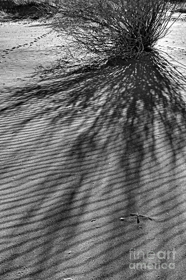 Willow Shadow Pyrography by Robin James - Fine Art America