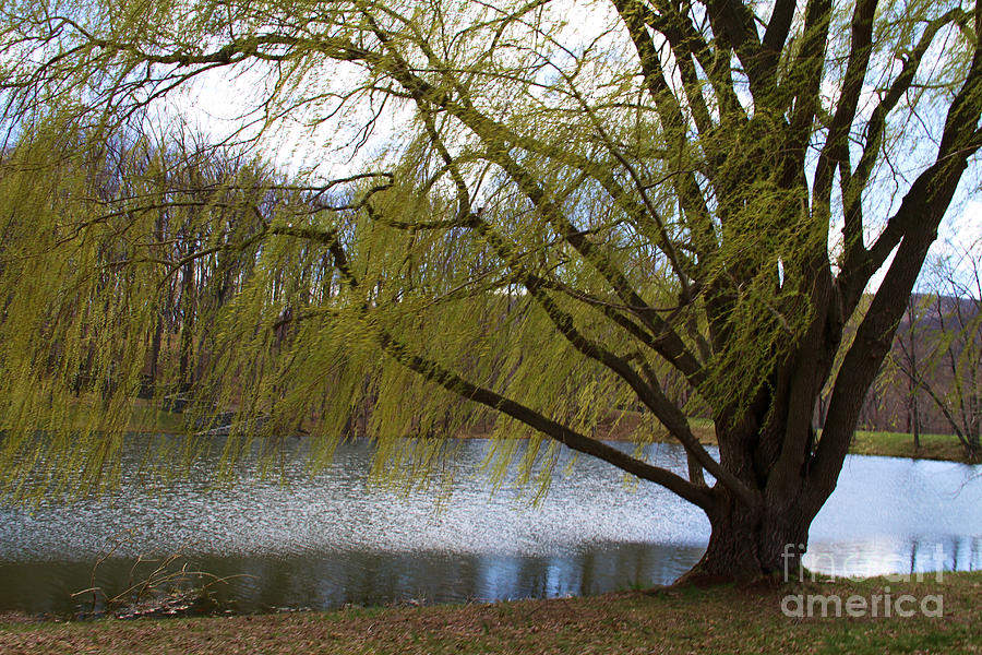 Willow Tree Photograph by Gemblue Photography - Fine Art America
