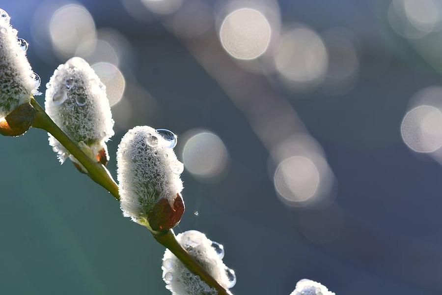 Willows In Spring Photograph by Sherry Giniewicz - Pixels