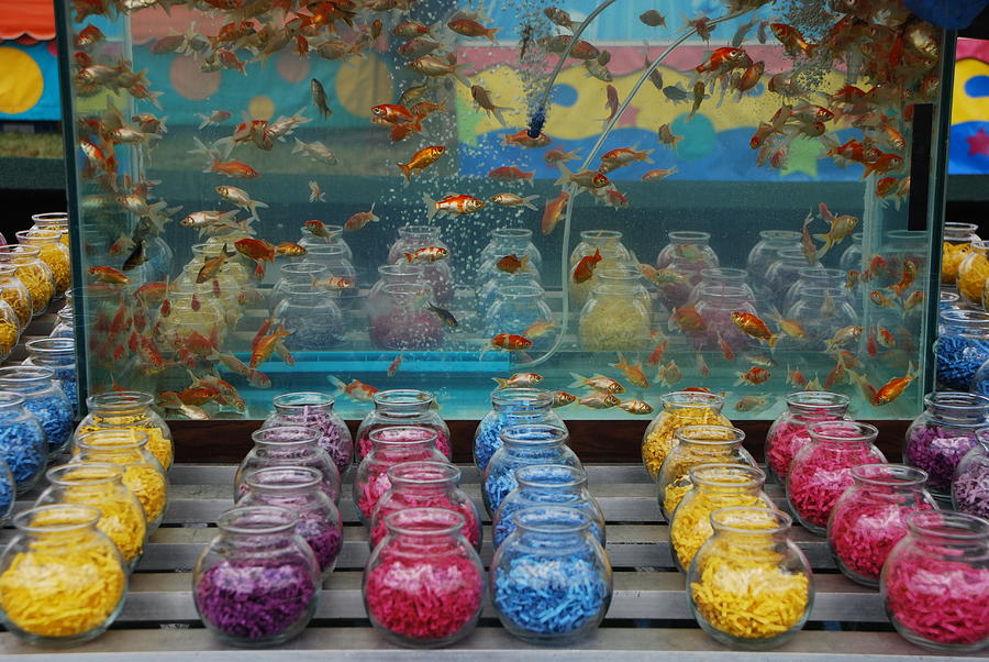 Win a Goldfish Photograph by Penny Parrish - Fine Art America