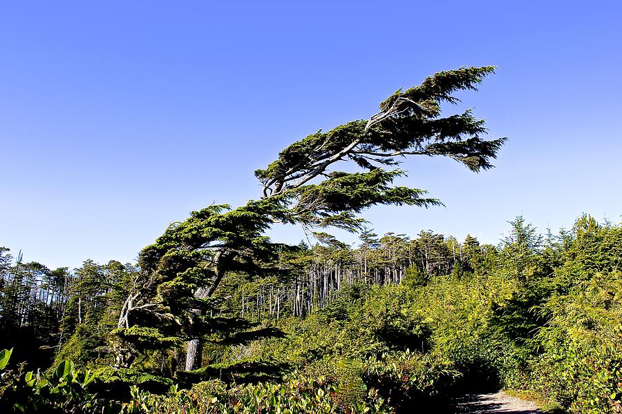 Wind Bent Tree Photograph by Brian Sereda - Fine Art America