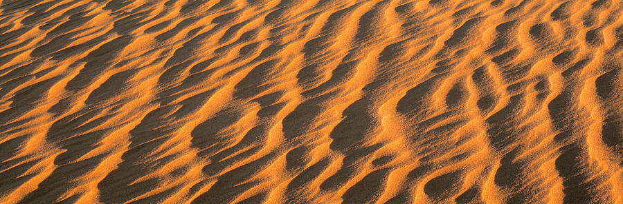 Wind Blown Sand Tx Usa Photograph by Panoramic Images - Fine Art America