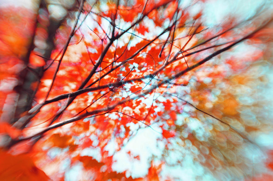 Wind In Fall Photograph by Melissa Lohr - Fine Art America
