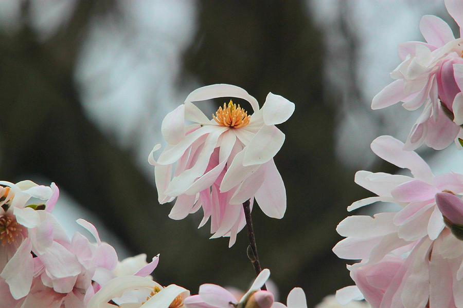 Wind in spring Photograph by Eugene Vigdorchik - Fine Art America