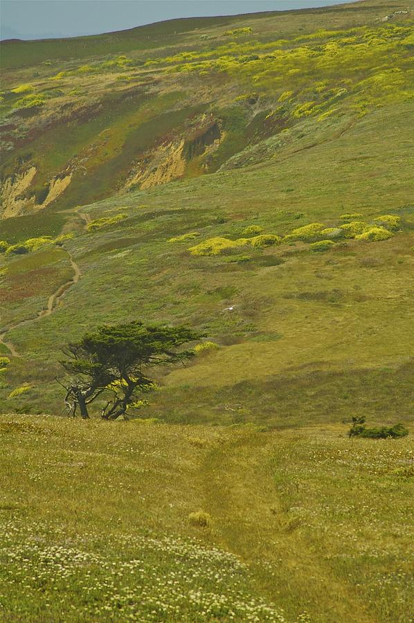 Wind Swept Photograph by Janet Herbert - Fine Art America