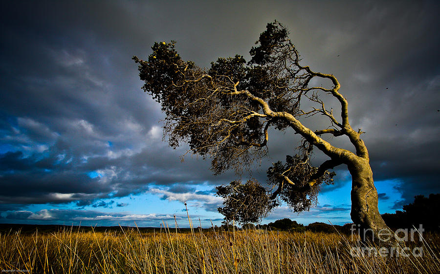 Wind Swept Tree Photograph by Alexander Whadcoat - Fine Art America