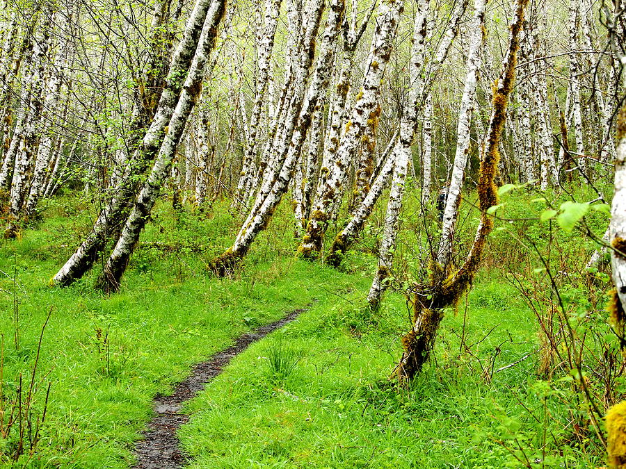 Winding Path Photograph by Hillary Maples - Fine Art America