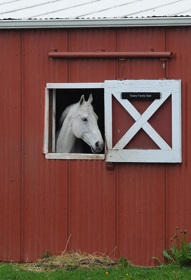 Window Photograph by Janet Capps - Fine Art America