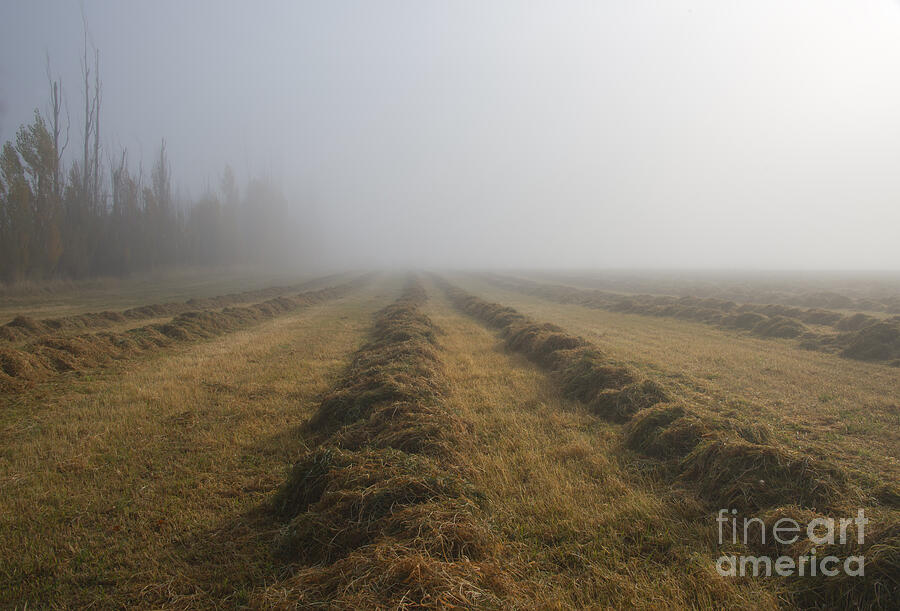 Windrows Photograph by Michael Dawson - Pixels