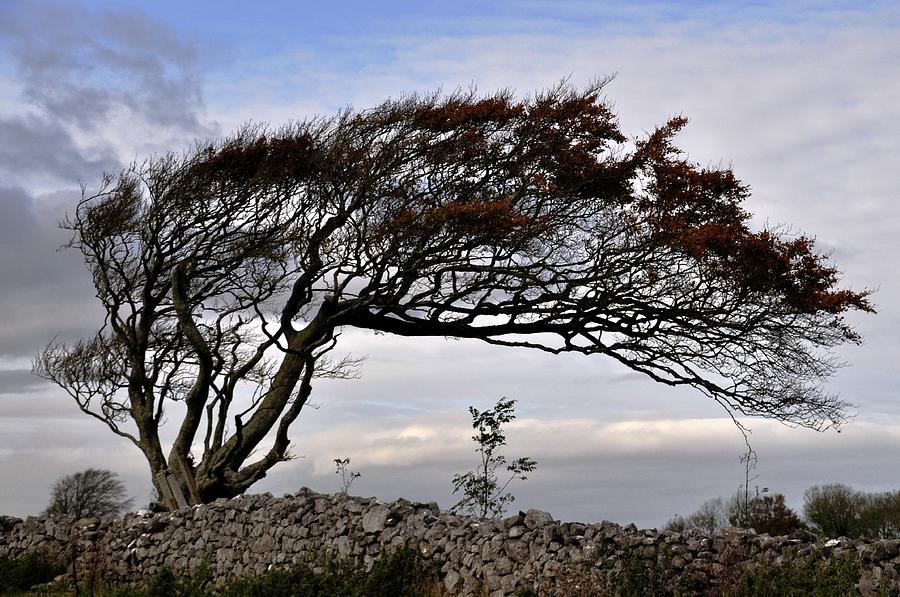 Windswept Tree Photograph by Lars Tovander - Pixels