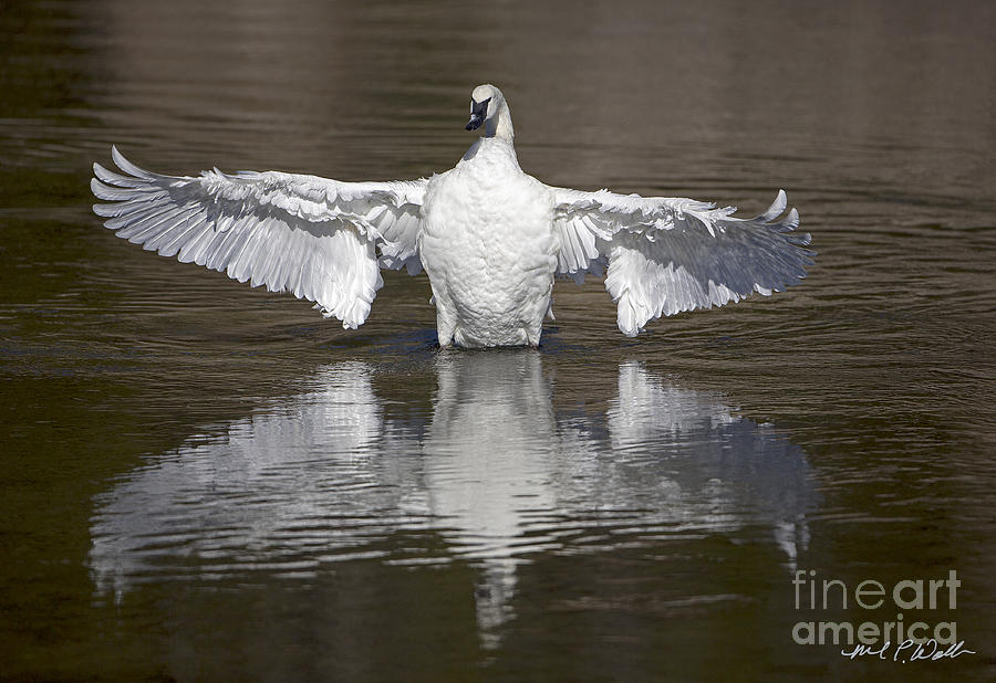 Wing Stretch Reflection Photograph by Michael Waller - Fine Art America