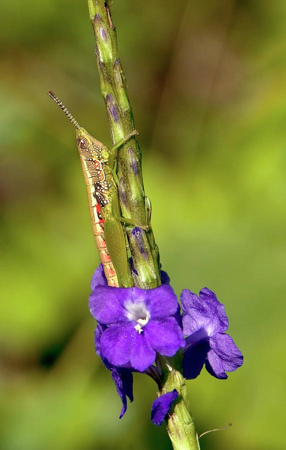 Wingless Grasshopper by Science Photo Library