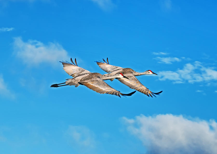 Wingman Photograph by Dan Dennison - Fine Art America