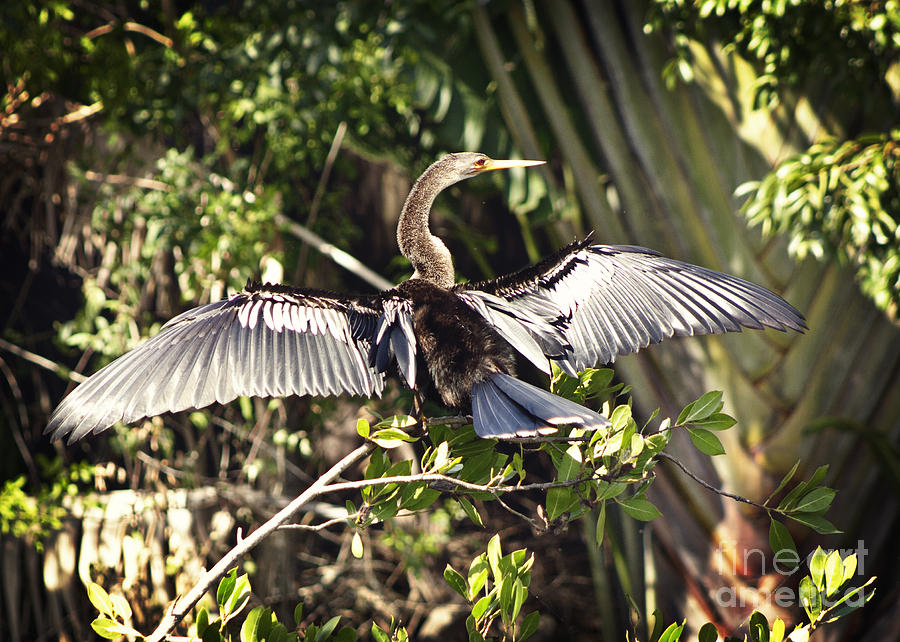 Wings Photograph by Lindsey Combs - Fine Art America