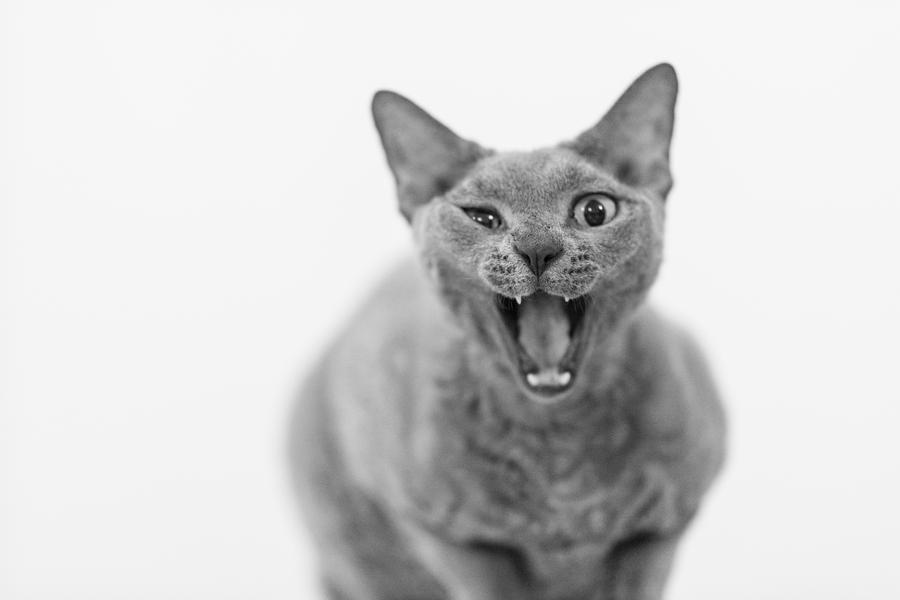 Winking Elf Photograph by D Sh - Fine Art America