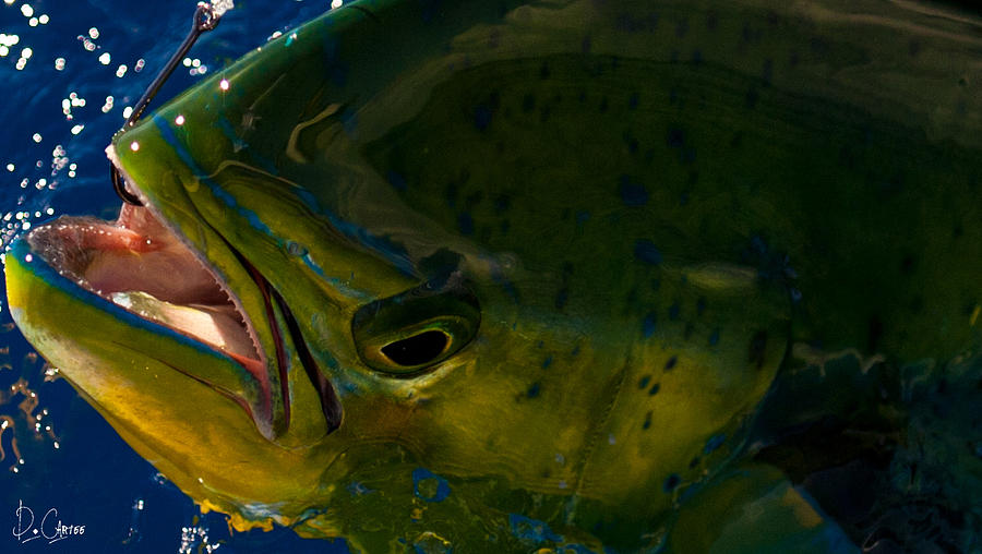 Winston Photograph by David Cartee - Fine Art America