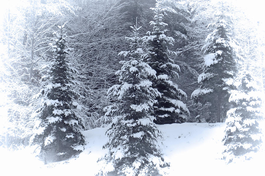 Winter 4 Photograph by Candace Schneider - Fine Art America