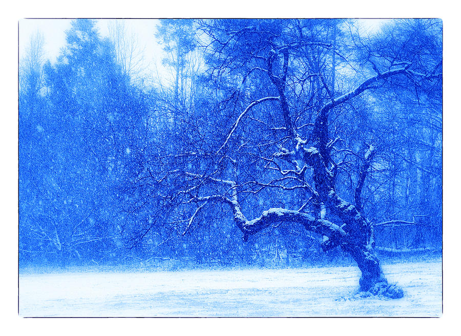 Winter blue Photograph by Andy Cohen - Fine Art America