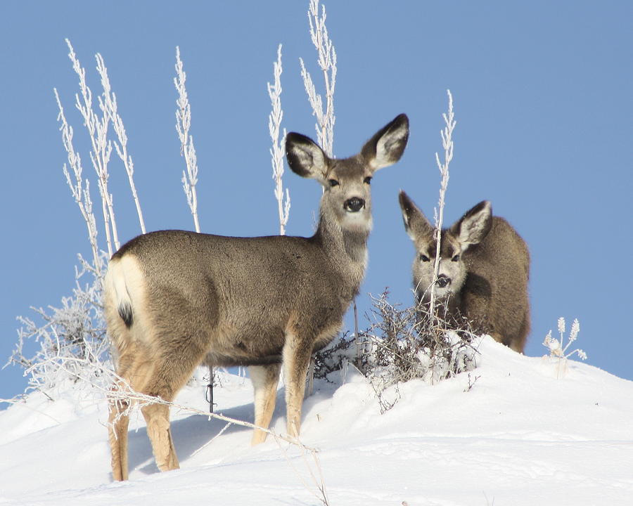 Winter Deer Photograph by Cullen Clark - Fine Art America