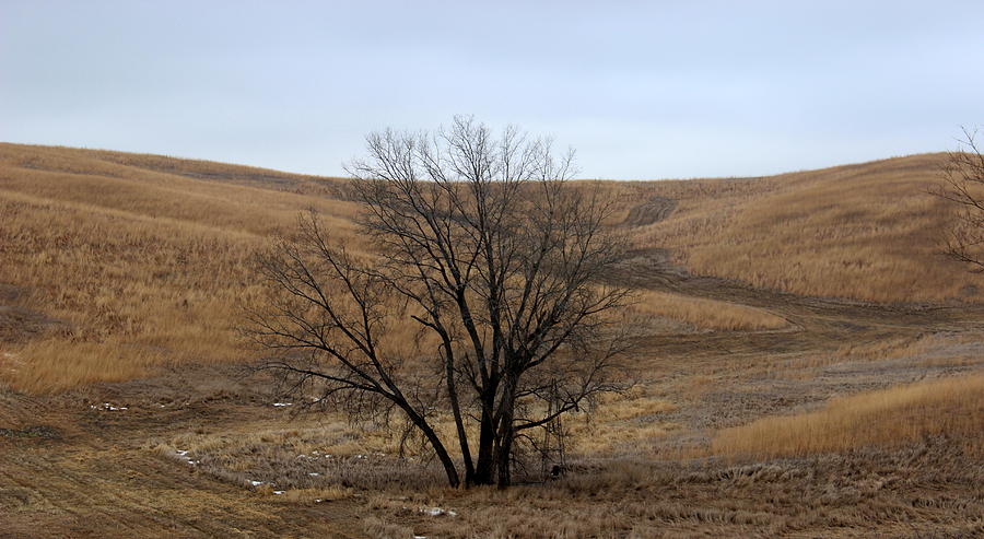 Winter Fields Photograph by Dale Mark - Fine Art America