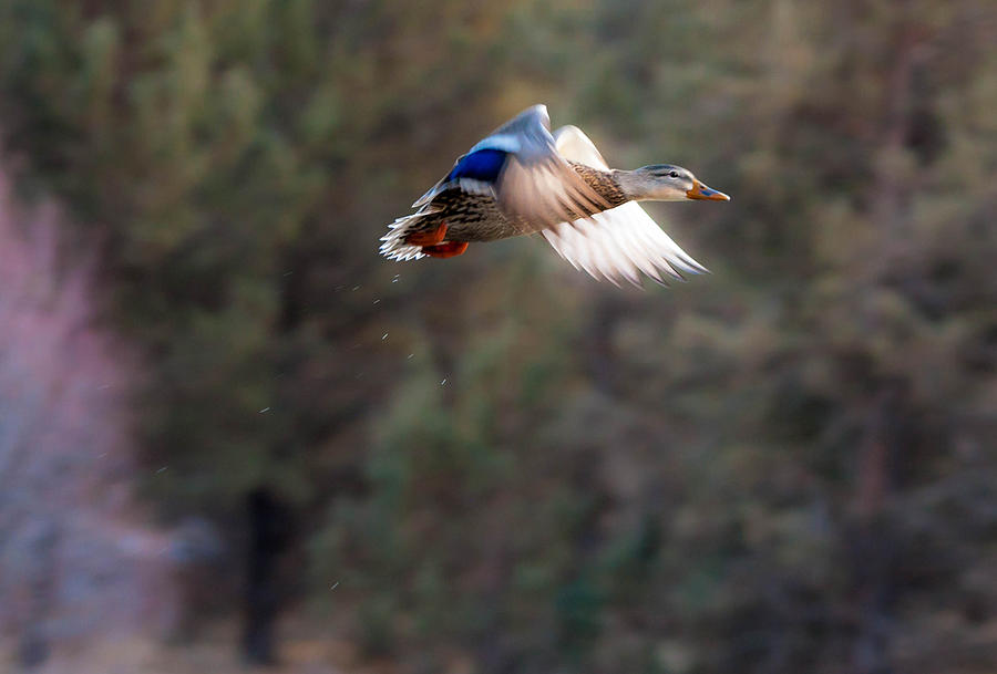 Winter Flying Photograph by Bryan Guest - Fine Art America