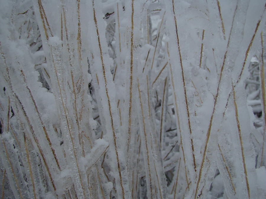 Winter Grass Photograph by Marta Clepper - Fine Art America