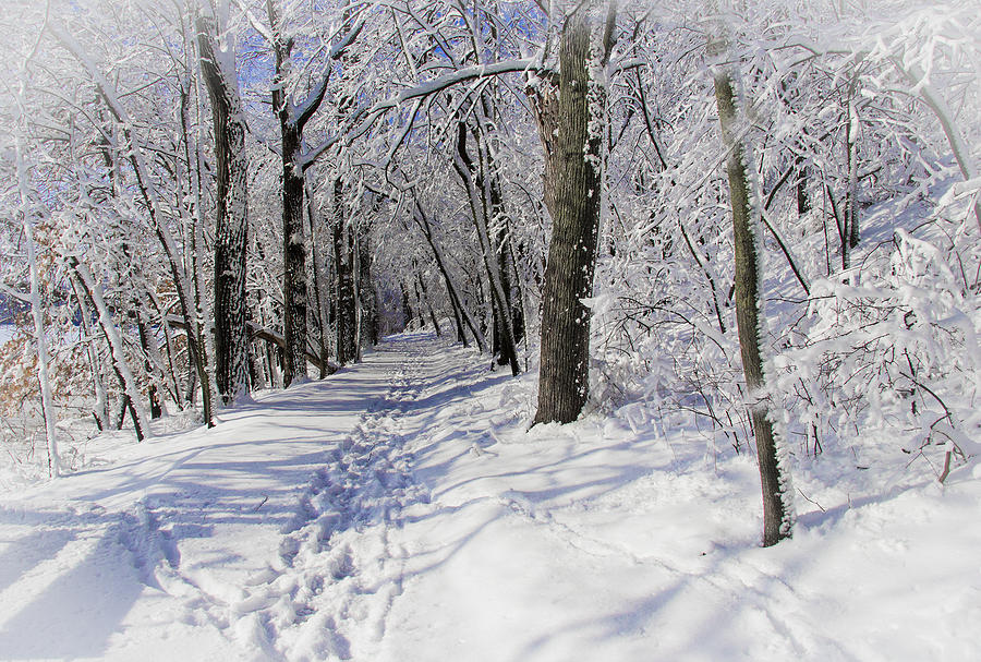 Winter path Photograph by Rupert Mcgrath - Fine Art America