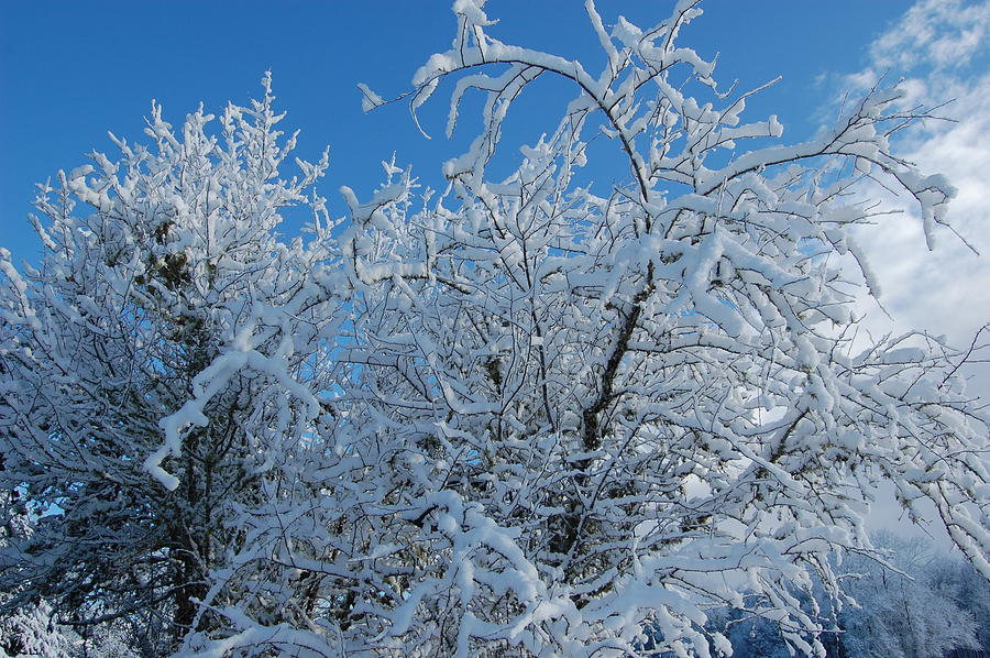 Winter Patterns Photograph by Thaimi Mayes - Fine Art America