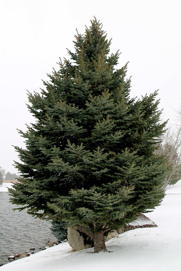 Winter Pine Tree Photograph by Eric Martin - Fine Art America