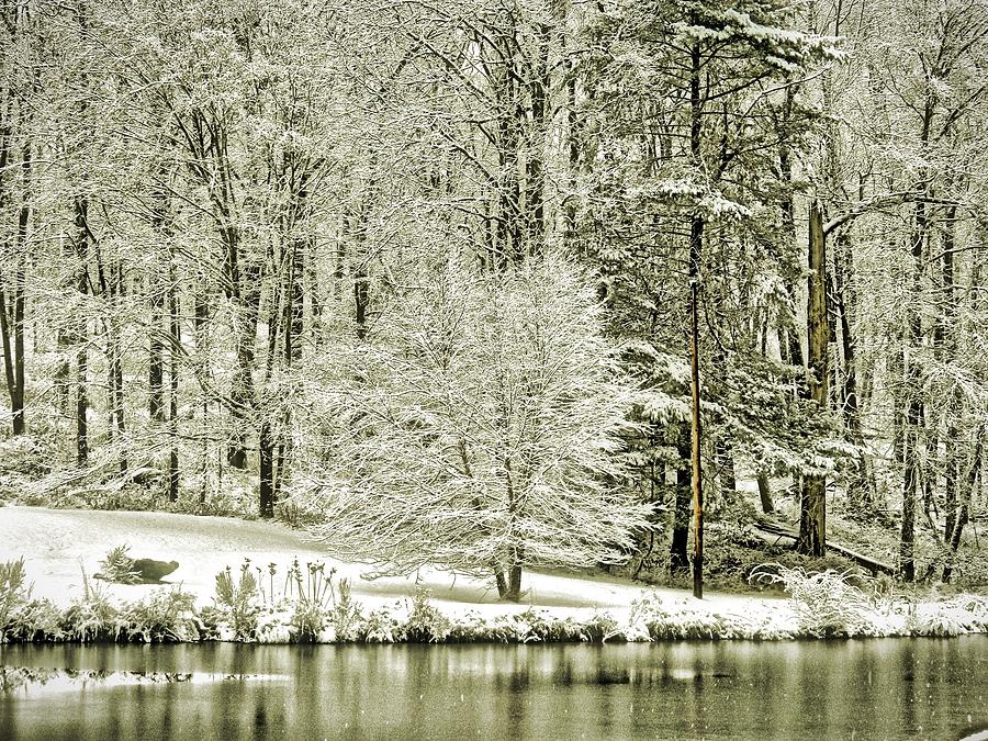 Winter reflection Photograph by Nancy Rohrig - Fine Art America