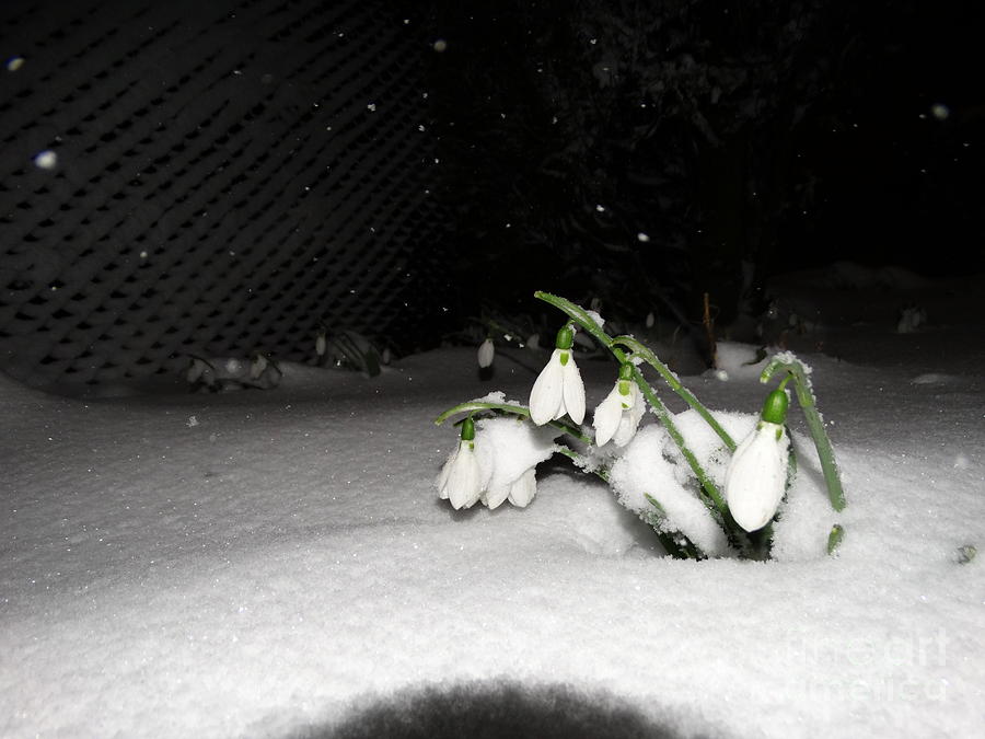 Winter Return Photograph by Dan Marinescu - Pixels