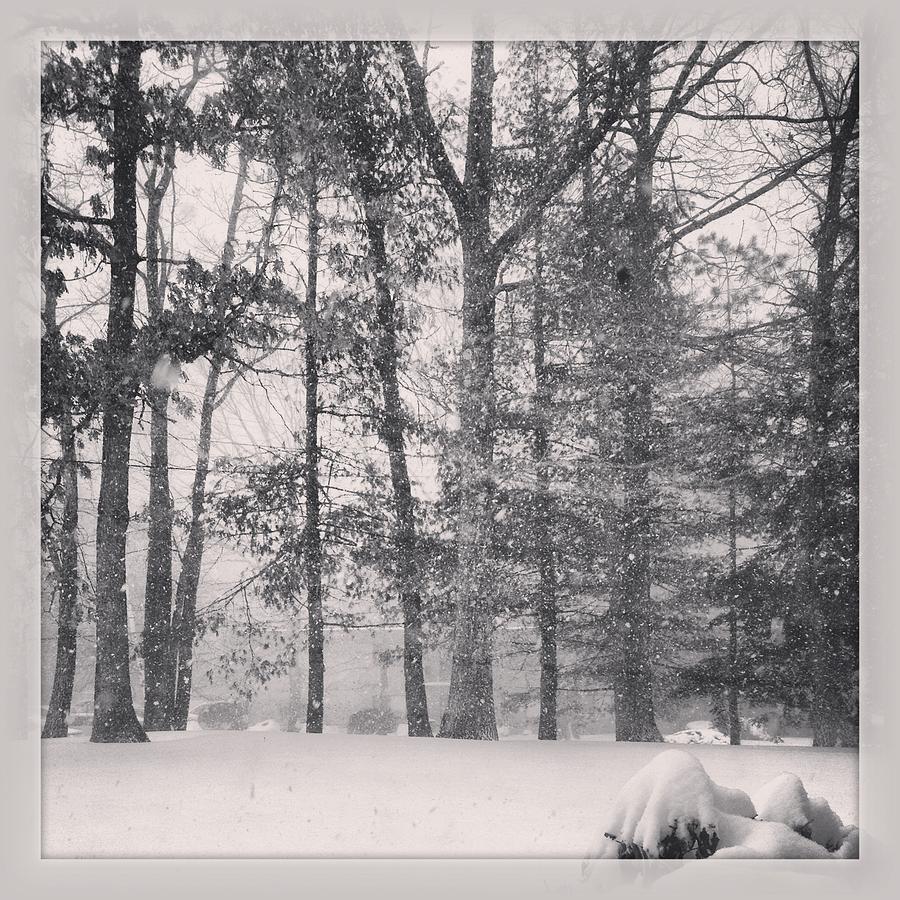 Winter Snowfall Photograph by Amanda Enos - Fine Art America
