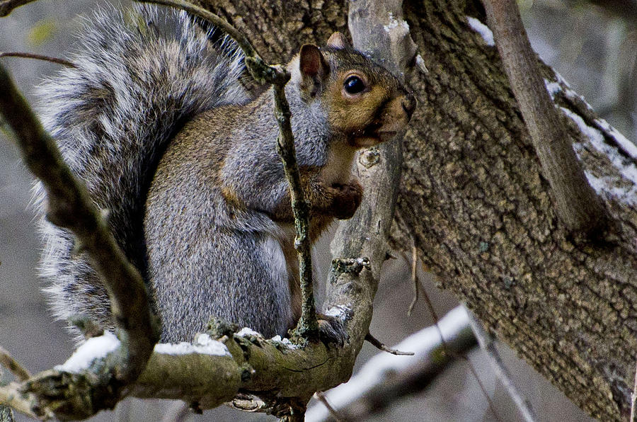 Winter squirrel Photograph by William MacKenzie - Fine Art America