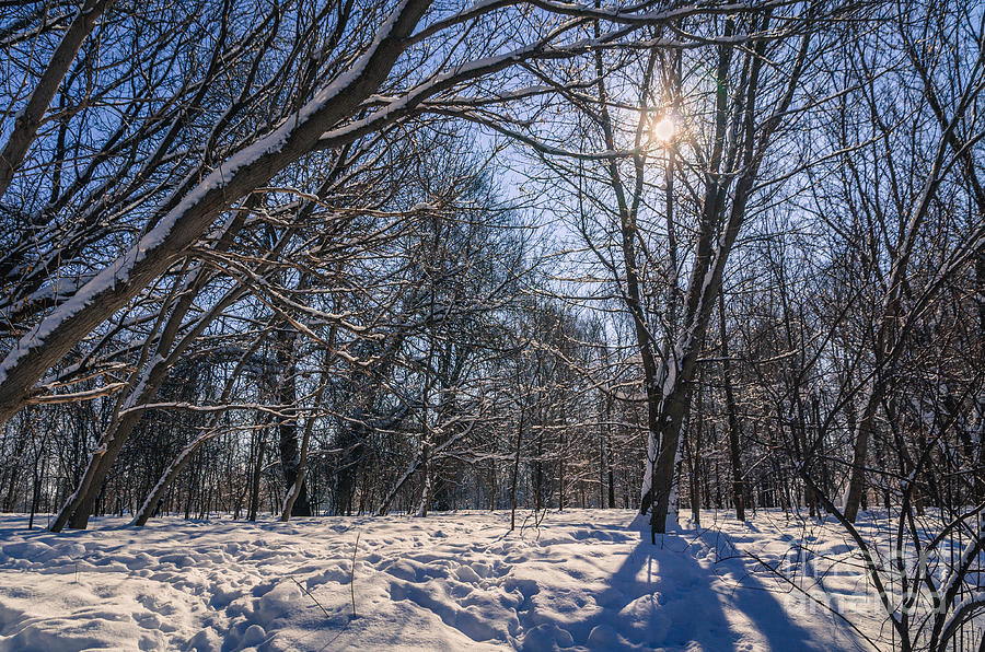 Winter Sun Photograph by Yoko Takei Do - Fine Art America