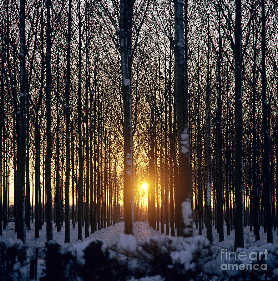 Winter Sunset Through the Trees Photograph by Robert Hallmann - Fine ...