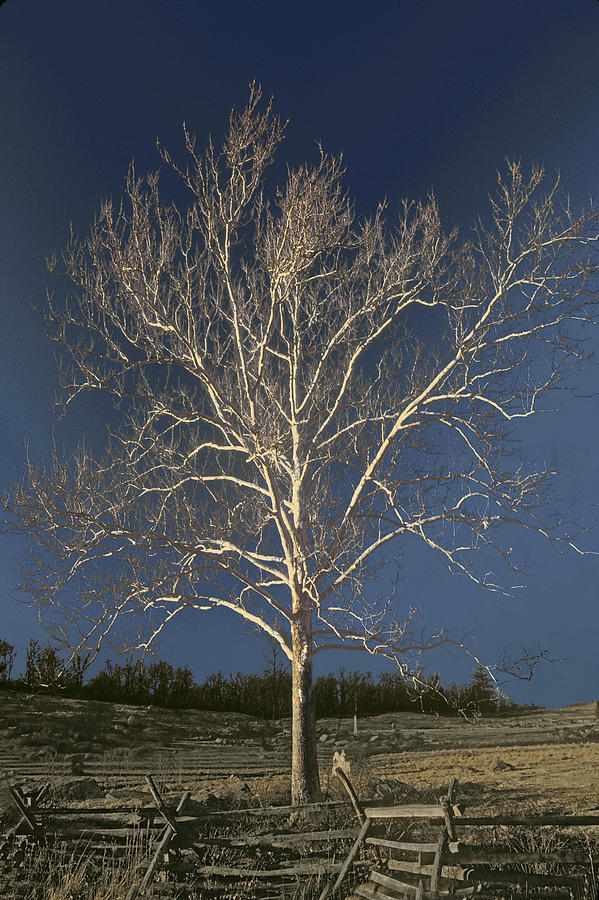 Winter Sycamore Photograph by Wayne Letsch