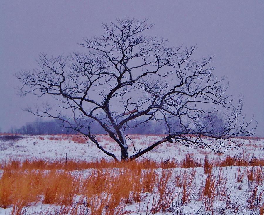Winter Tree Photograph by Greg Kear - Fine Art America