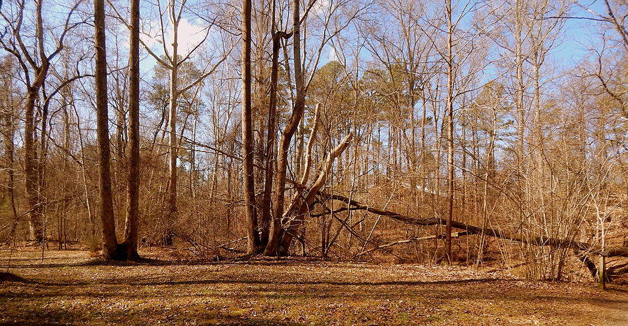 Winter Tree Line Photograph by Peter LaPlaca - Fine Art America