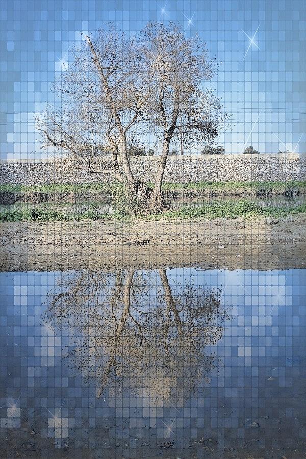 Winter Tree / Reflection Photograph by Robert Butler - Fine Art America