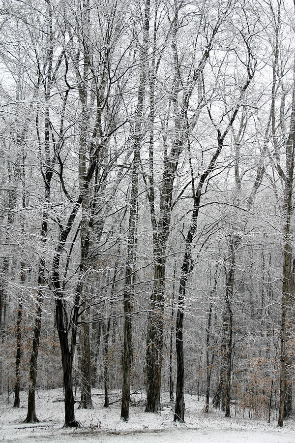 Winter Trees Photograph by Guy Shultz - Fine Art America