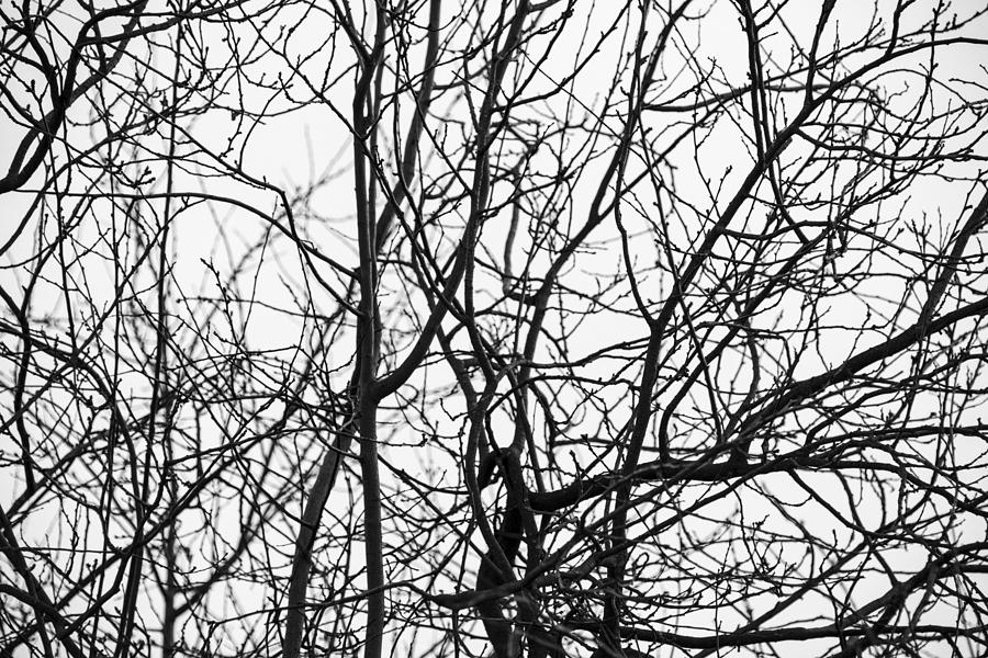 Winter Trees Photograph by Janet Capps - Fine Art America
