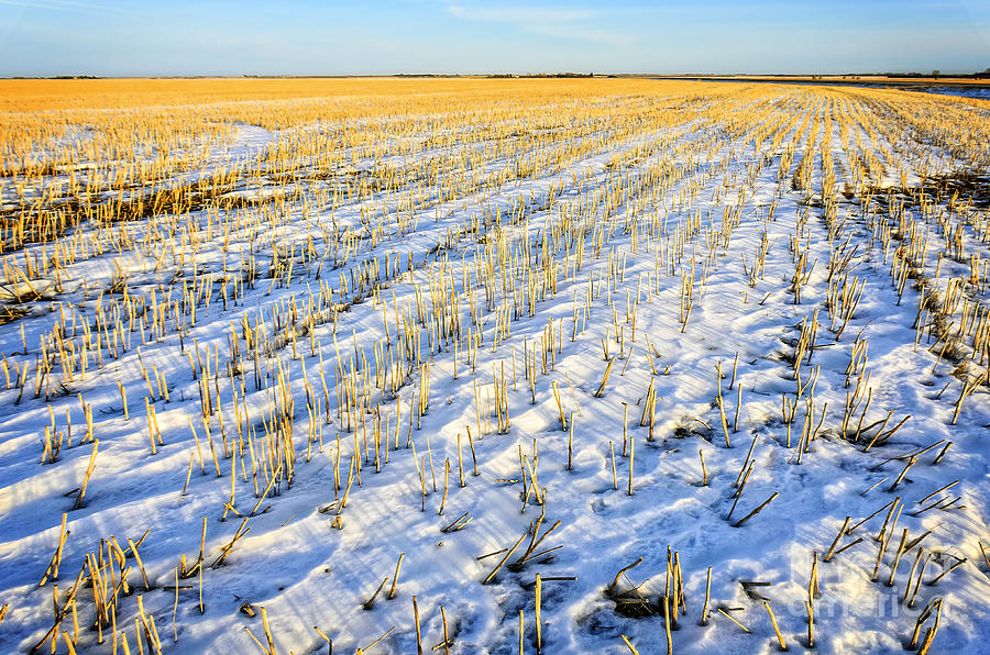 Winters field Photograph by Viktor Birkus - Pixels