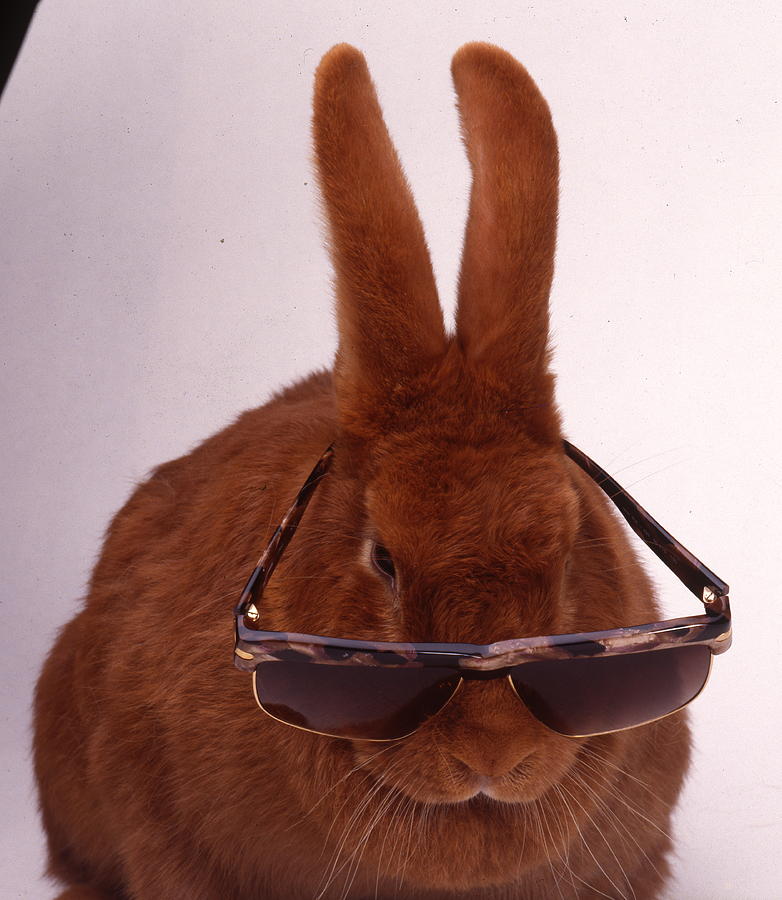 Wise rabbit Photograph by Patrick Hoenderkamp - Fine Art America