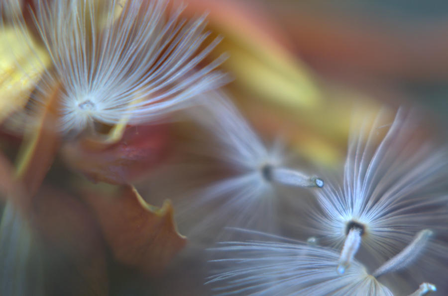 Wispy Photograph by Jerilyn Chevalier - Fine Art America