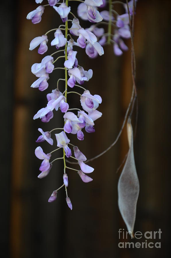 Wisteria 22 Photograph by Charles Majewski | Fine Art America